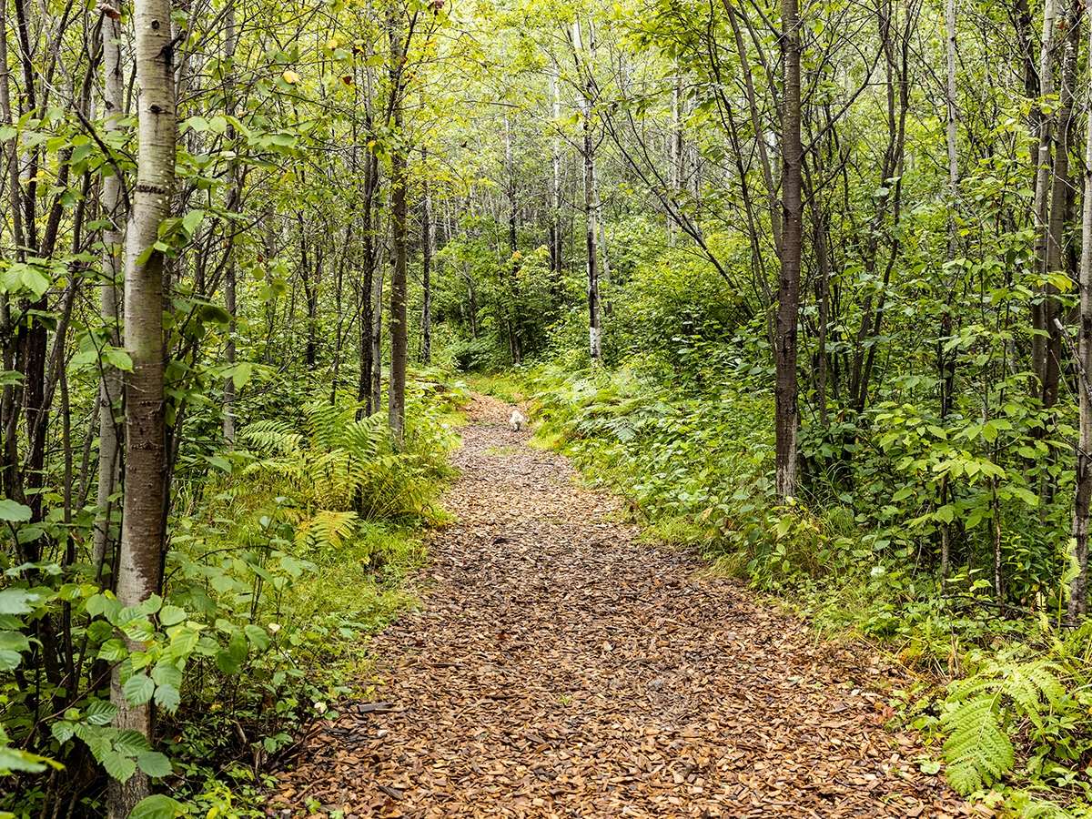 Sentiers pédestres du sentier de la nature | Hiking | Access to Outdoors