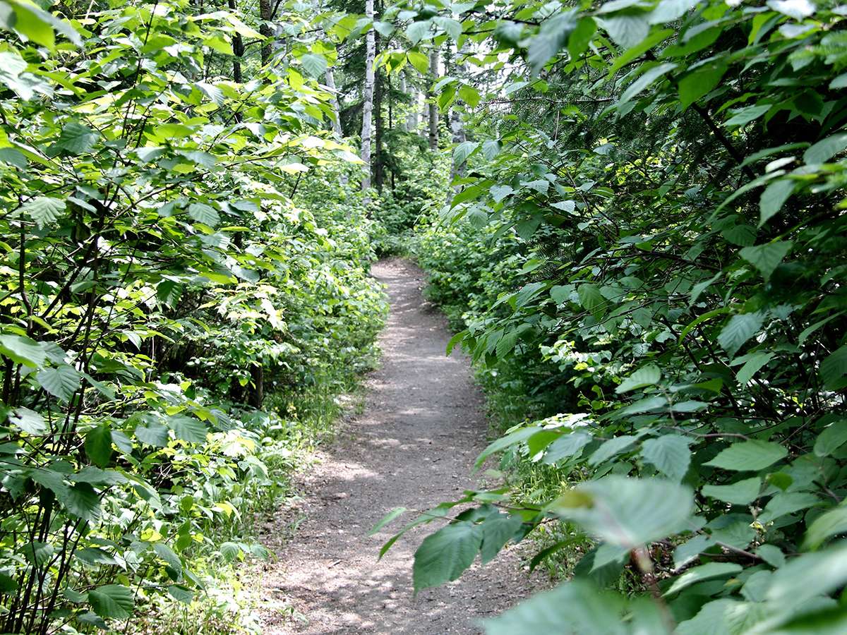 Sentiers pédestres de la Tour Rotary | Randonnée pédestre | Accès Plein Air